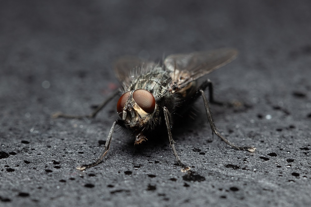Rouwvliegjes kleine vliegjes met o.a aaltjes te bestrijden. Lees meer